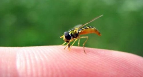Bijen- en wespensteek, symptomen en behandeling - 101BHV.nl